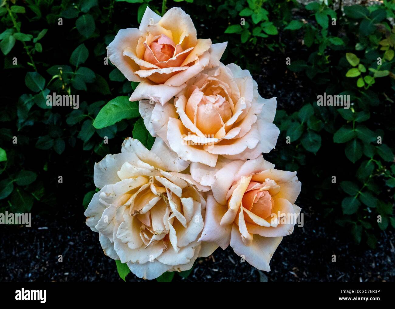 Bunched roses hi-res stock photography and images - Alamy