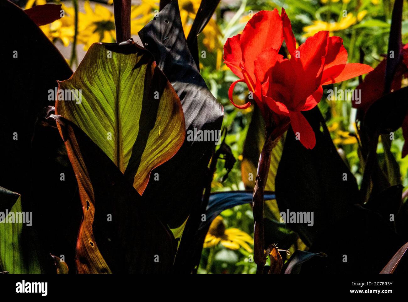 Canna family hi-res stock photography and images - Alamy