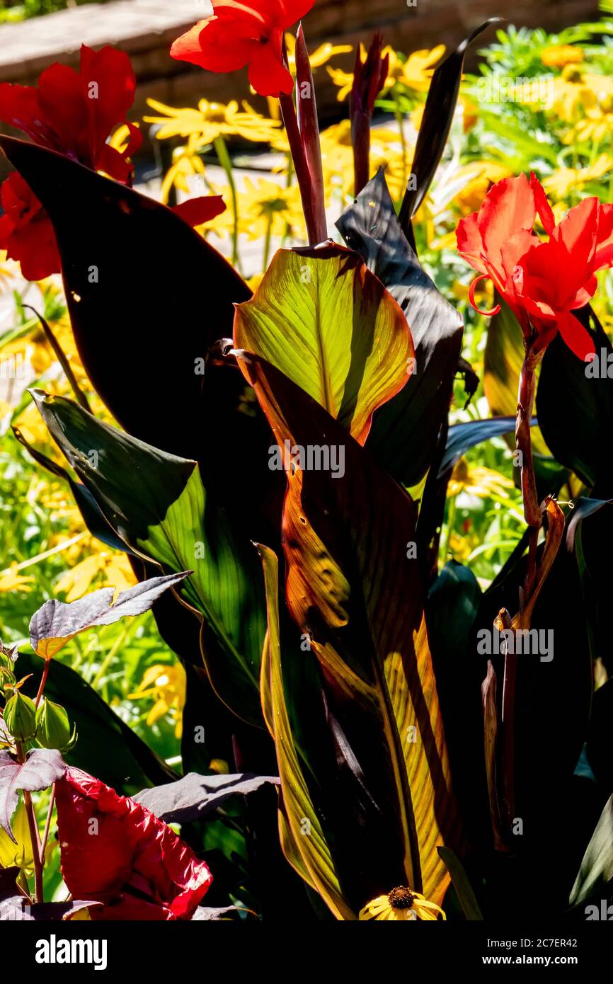 Canna family of flora in a shade garden Stock Photo - Alamy