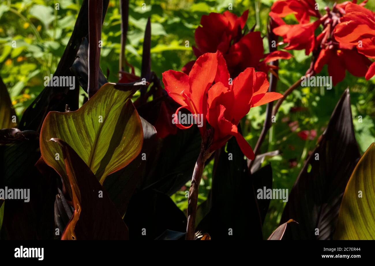 Canna family in a shadowy area of the garden Stock Photo - Alamy