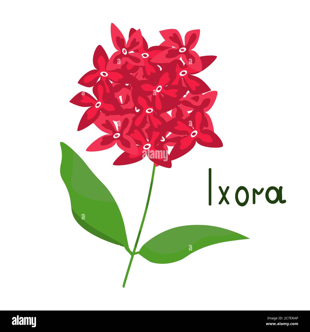 Ixora Plant Drawing