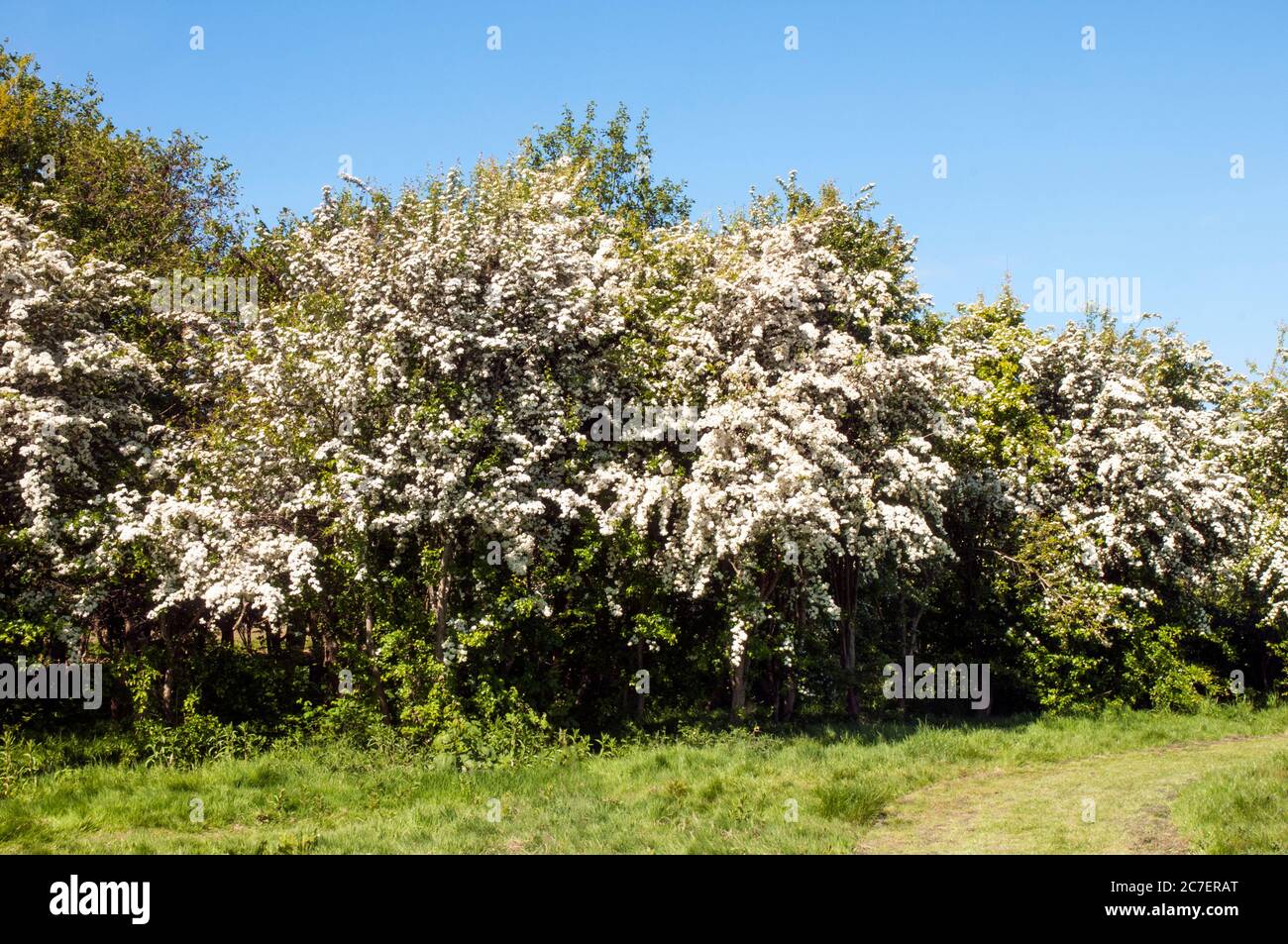 Crataegus monogyna Common Hawthorn in full flower in spring A deciduous ...