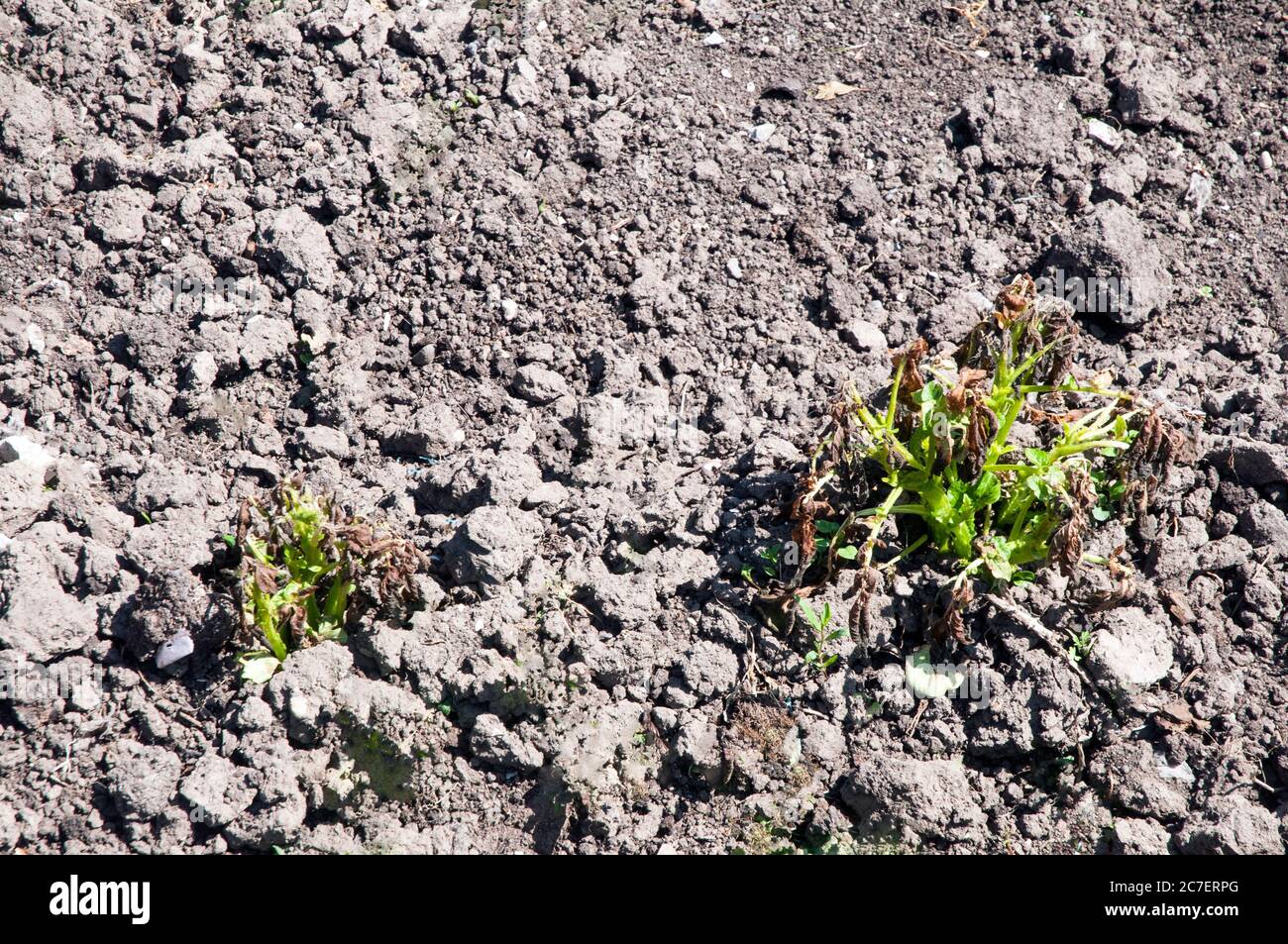 Frost damage potato hi-res stock photography and images - Alamy