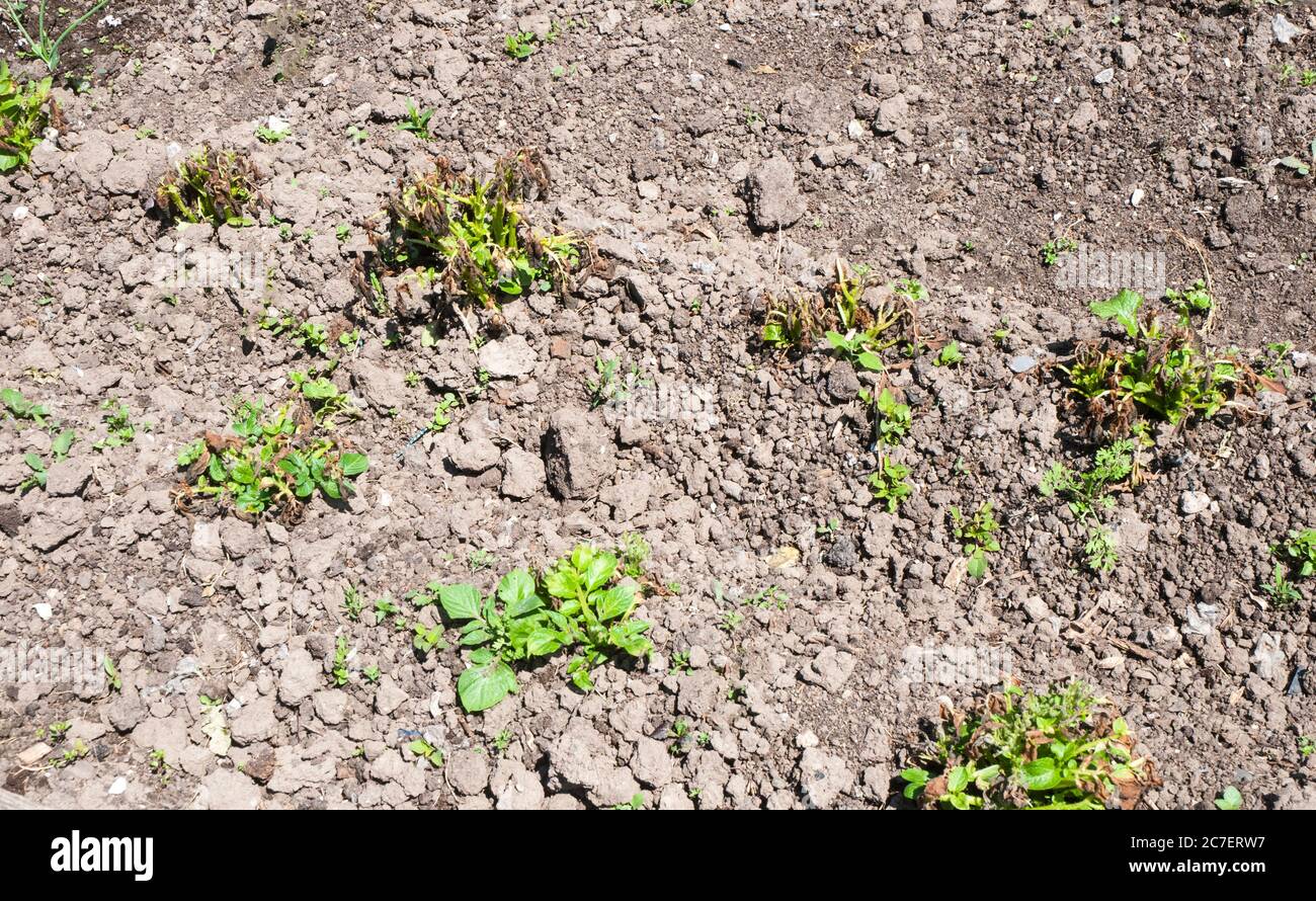 Frost damage potato hi-res stock photography and images - Alamy