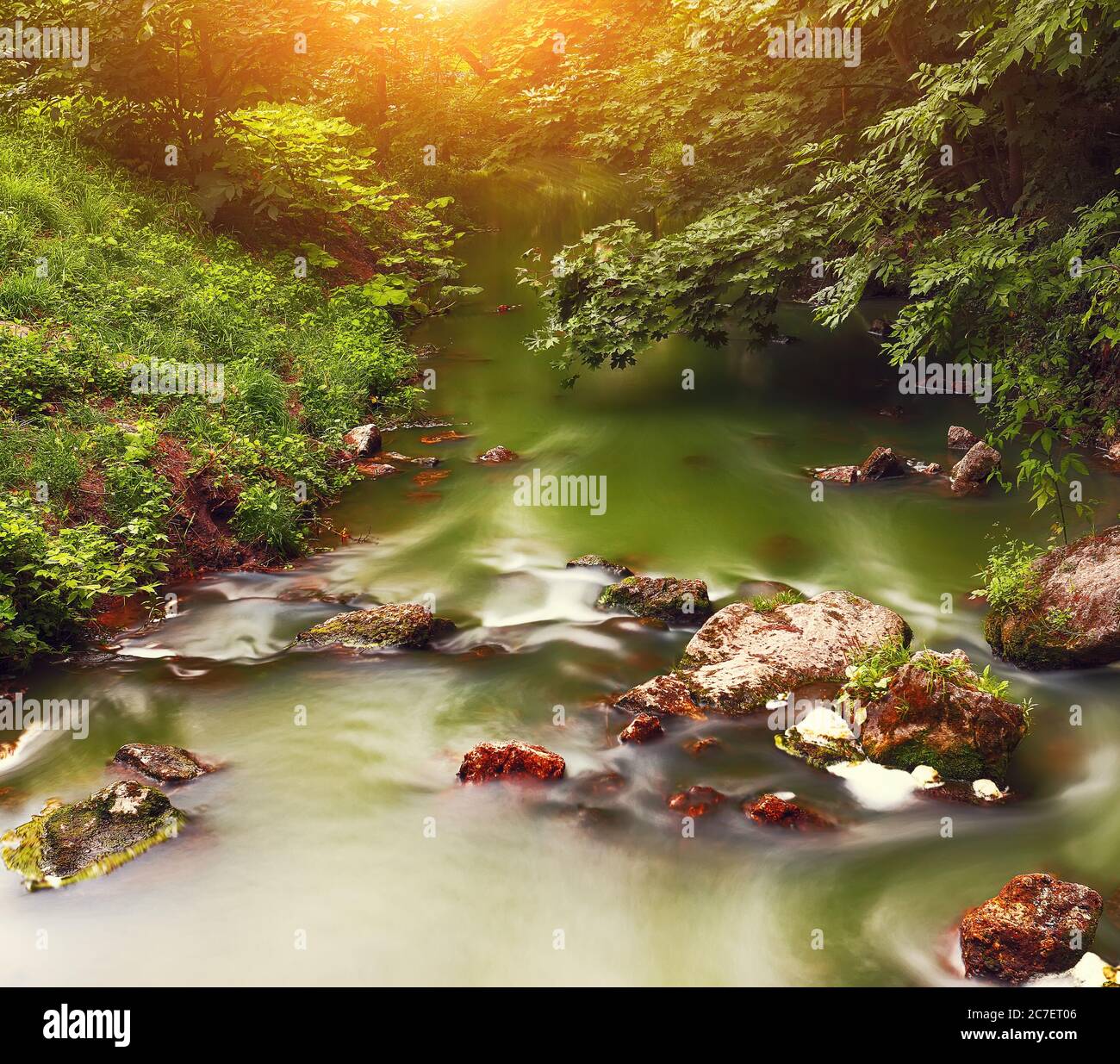 Deep forest composition nature hi-res stock photography and images - Alamy