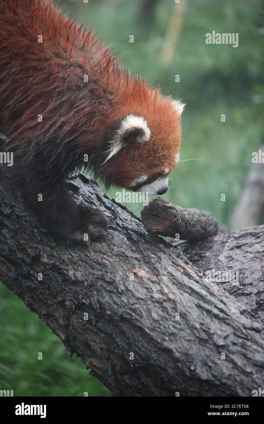 Vertical shot of Red Panda in Chengdu on a tree with a blurred ...