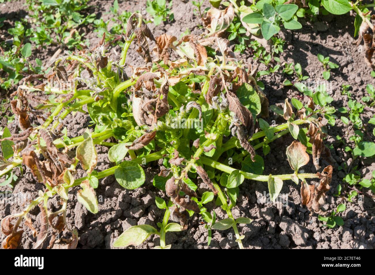 Frost damage potato hi-res stock photography and images - Alamy