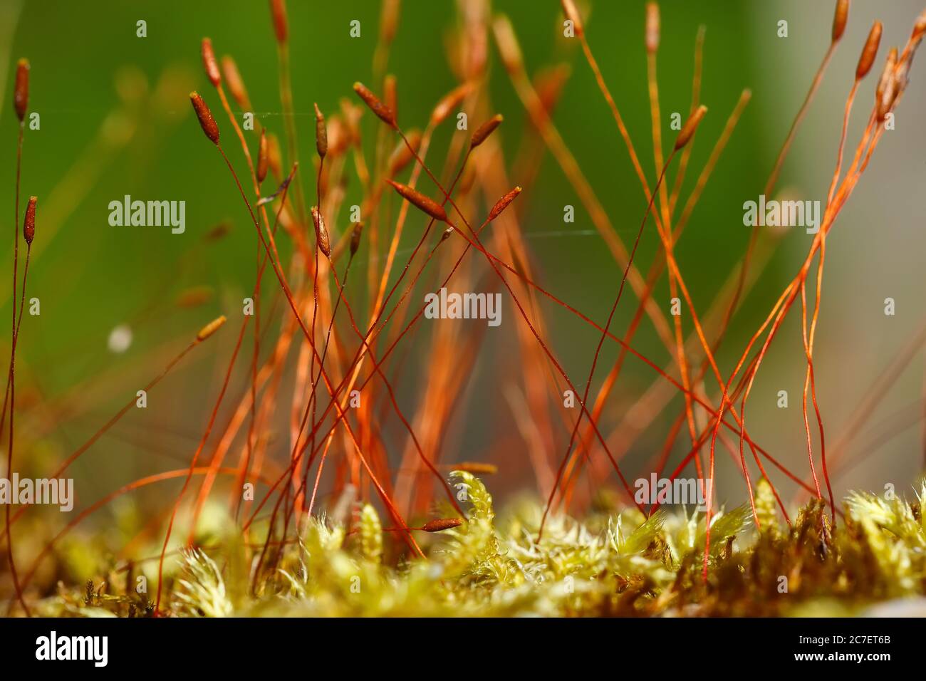 moss spores close up. Extreme close up shoot Stock Photo - Alamy