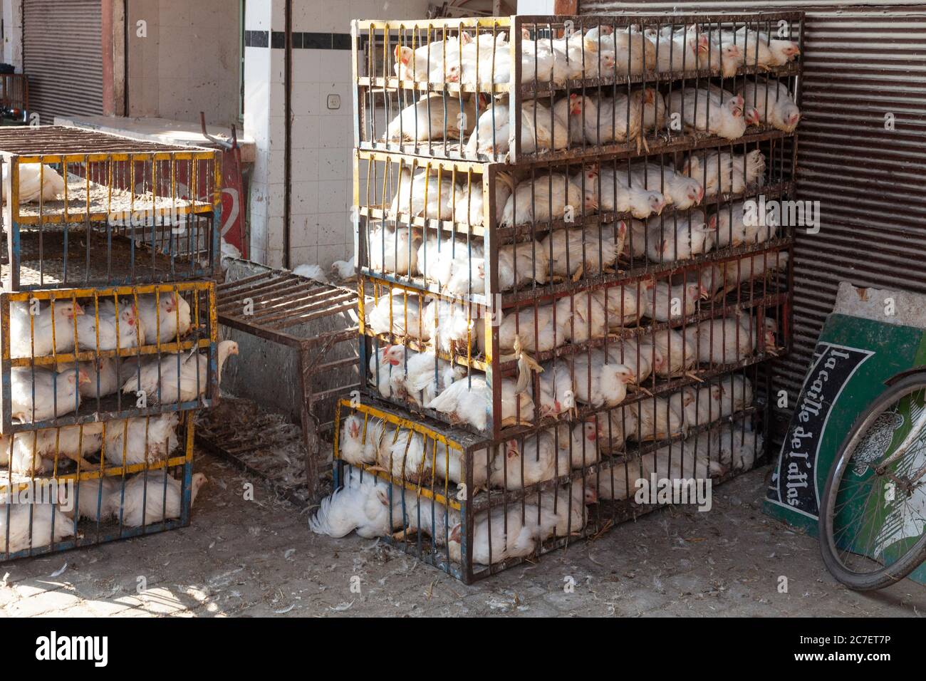Chickens in cages hi-res stock photography and images - Alamy