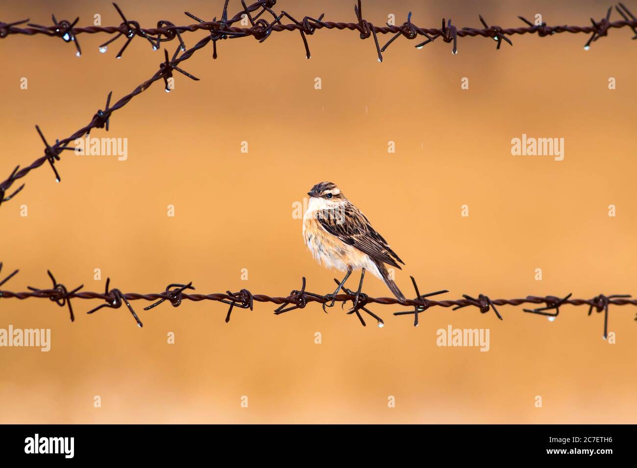 Cute bird on barbed wire. Nature background Stock Photo - Alamy