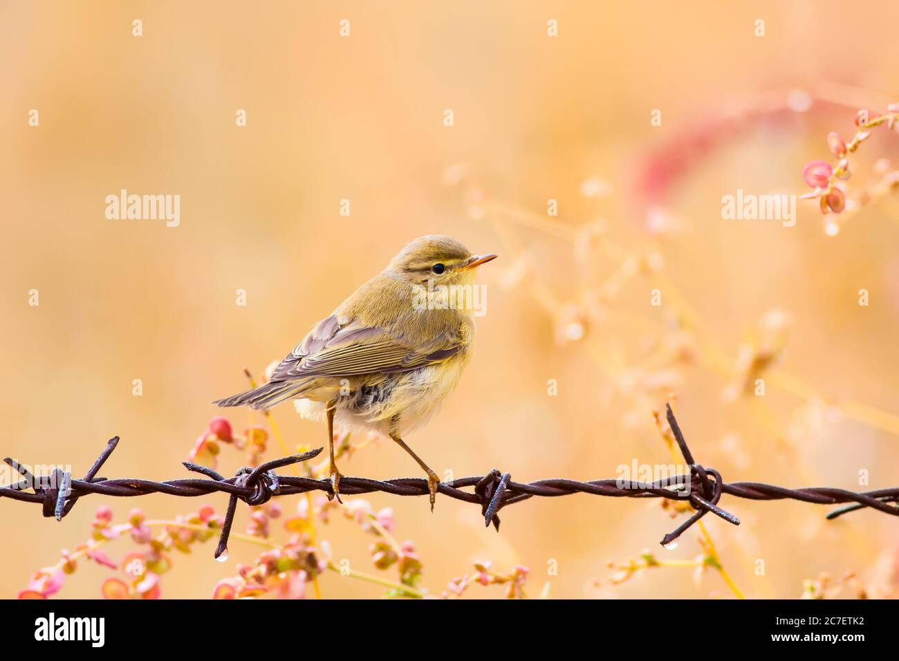 Cute bird on barbed wire. Nature background Stock Photo - Alamy