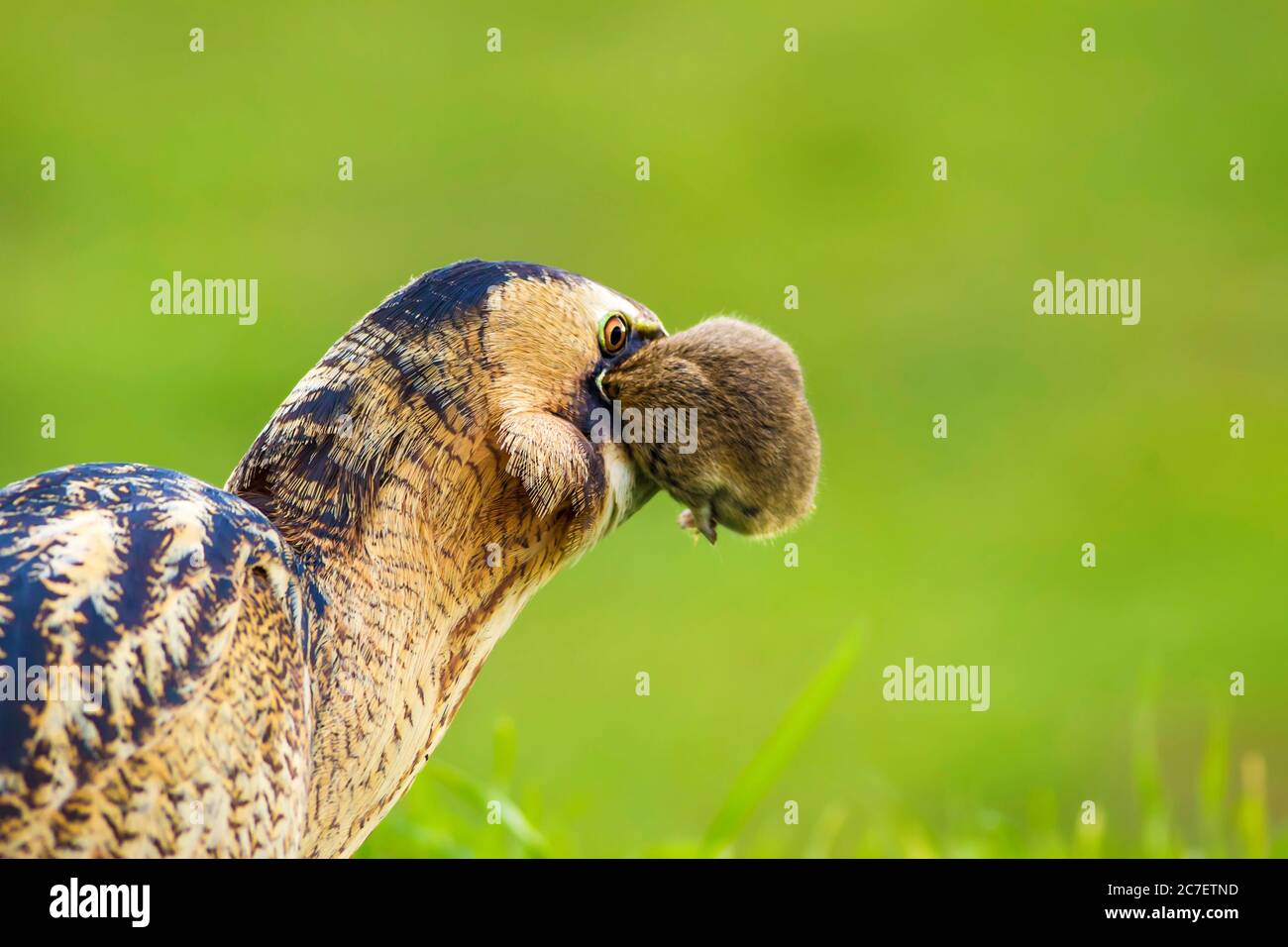 Bittern and its hunt. Green nature background. Bird: Eurasian Bittern ...
