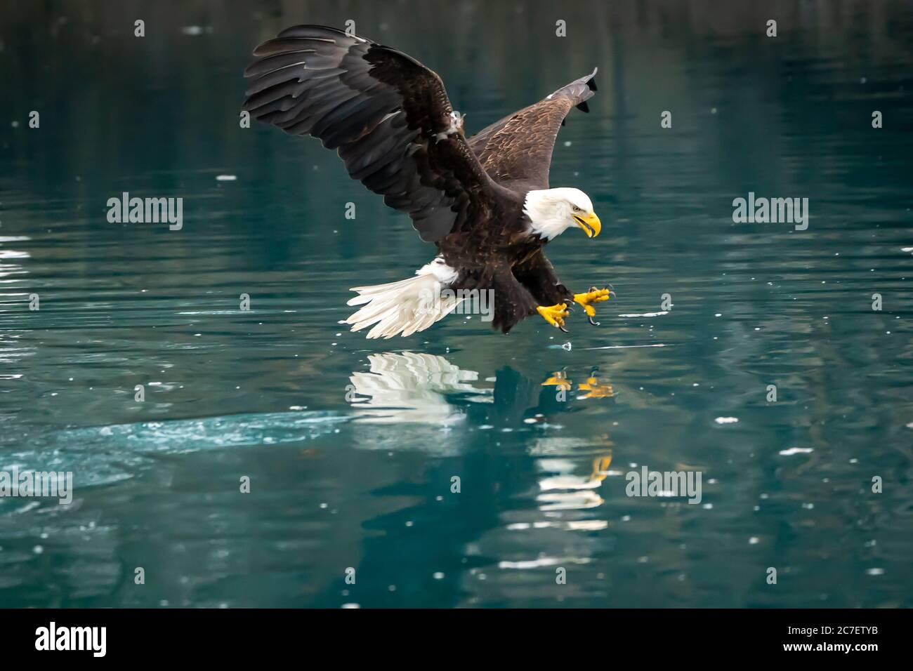 Bald eagle (Haliaeetus leucocephalus) in flight in Homer, Alaska Stock ...