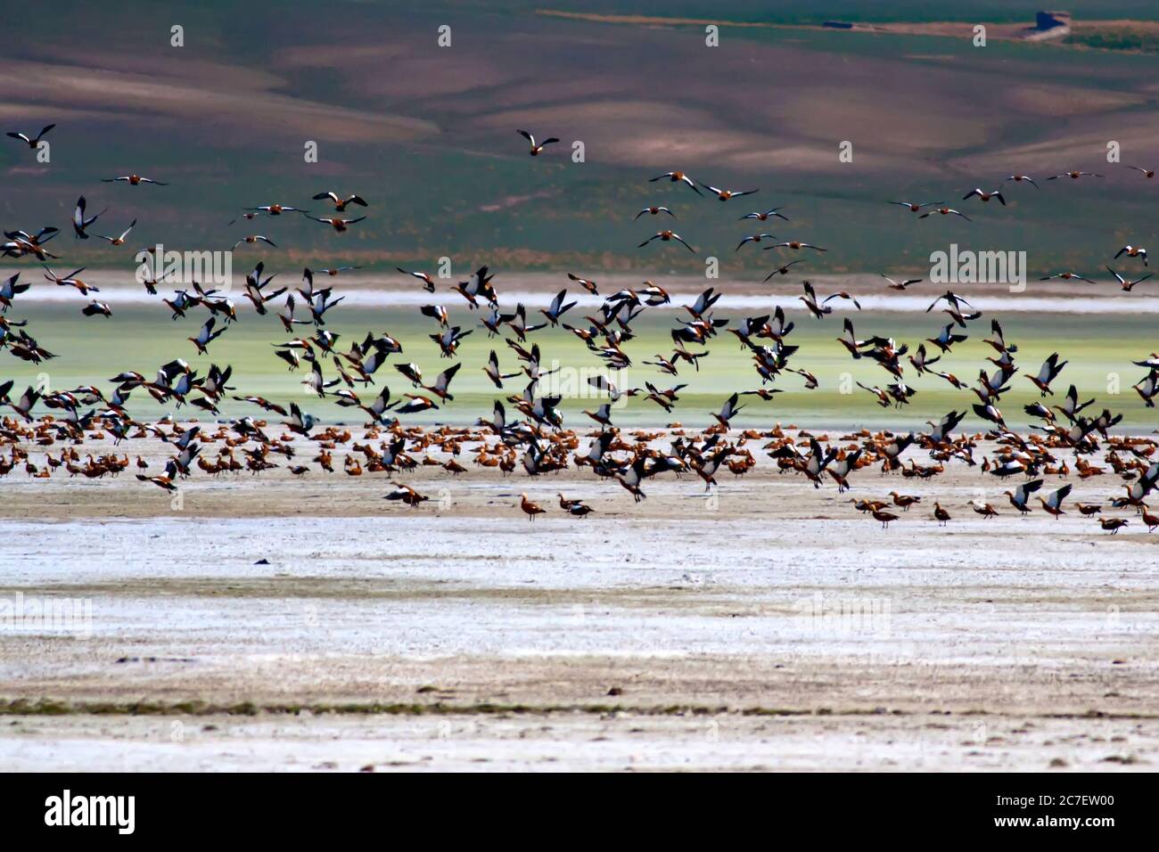Flying birds. Colorful nature background Stock Photo - Alamy