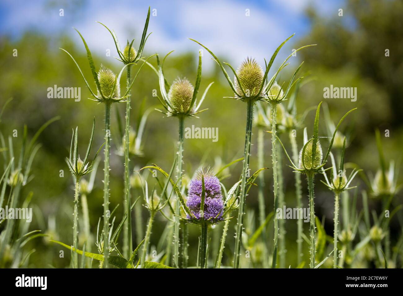 Cluster of thistles hi-res stock photography and images - Alamy