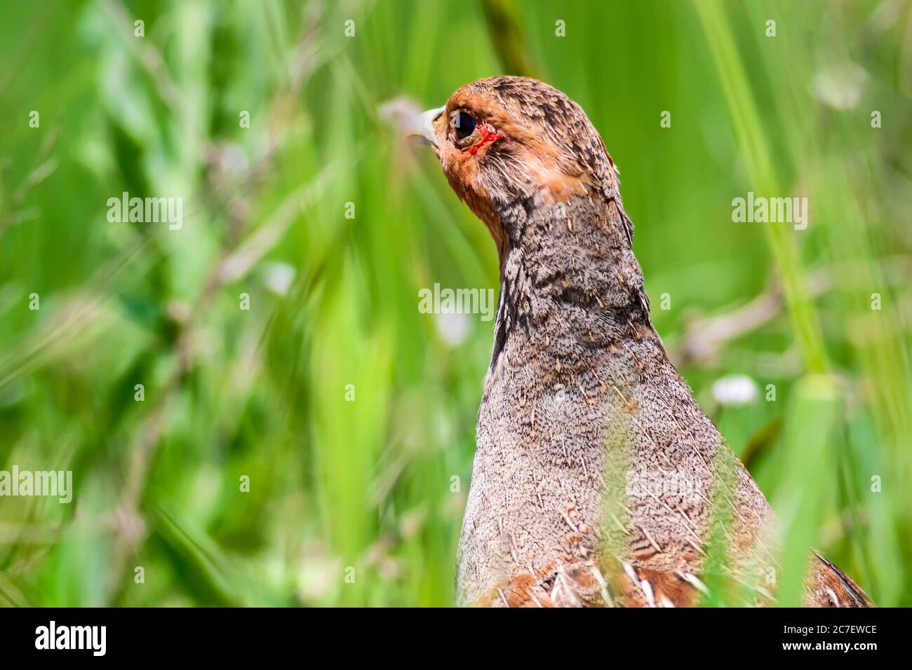 Wild bird partridge. Warm colors nature background. Grey Partridge ...