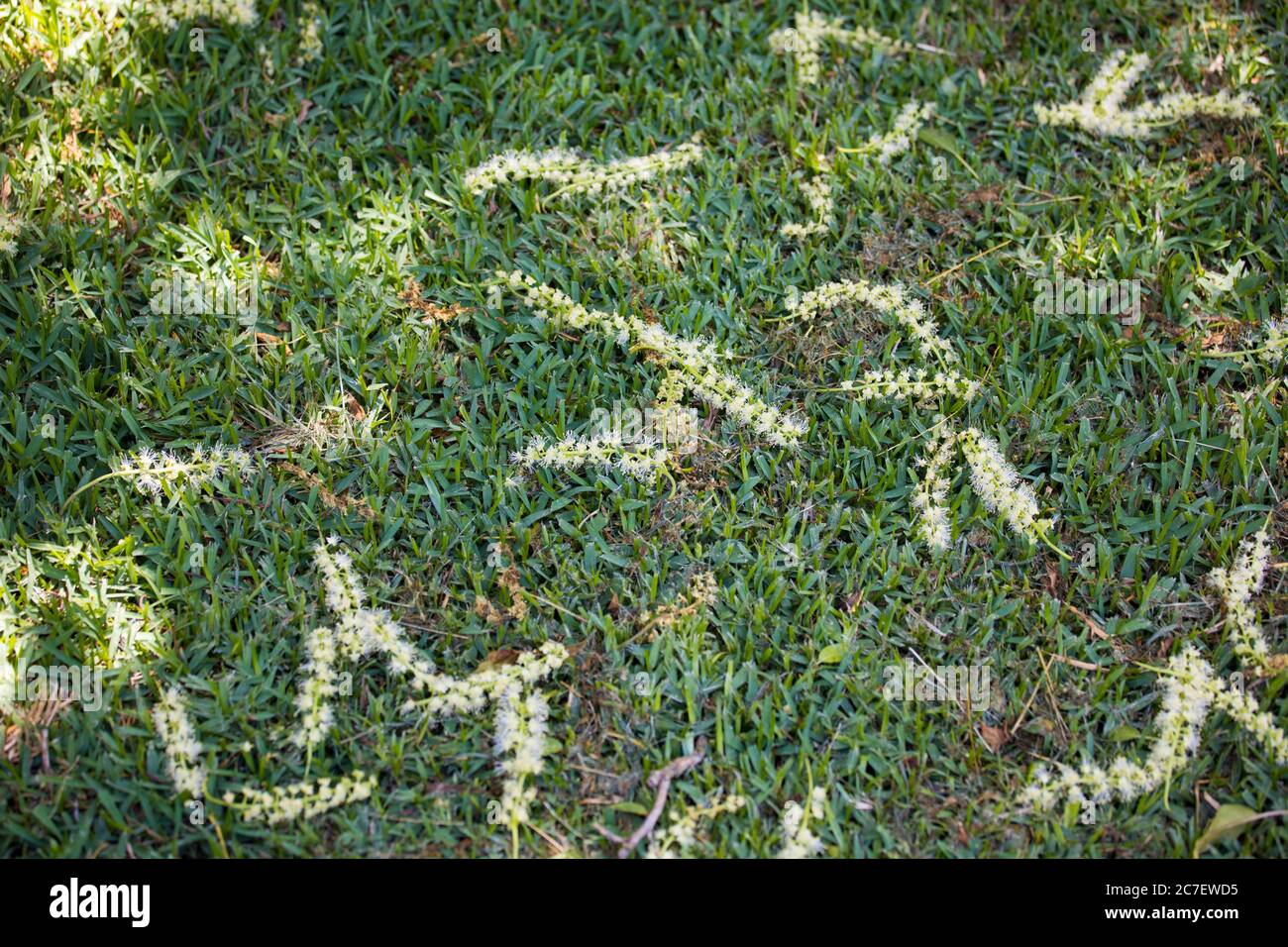 Prosopis alba (white carob tree, algarrobo) flowers in wild grass ...