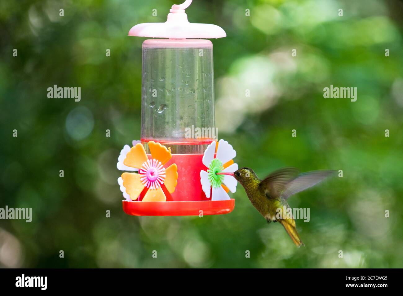 Hummingbird beach hi-res stock photography and images - Alamy