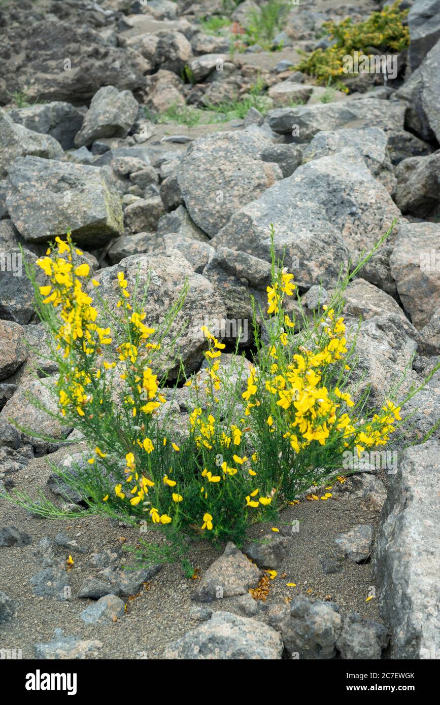 Plants and flowers growing in the ashes of the Calbuco volcano Stock ...