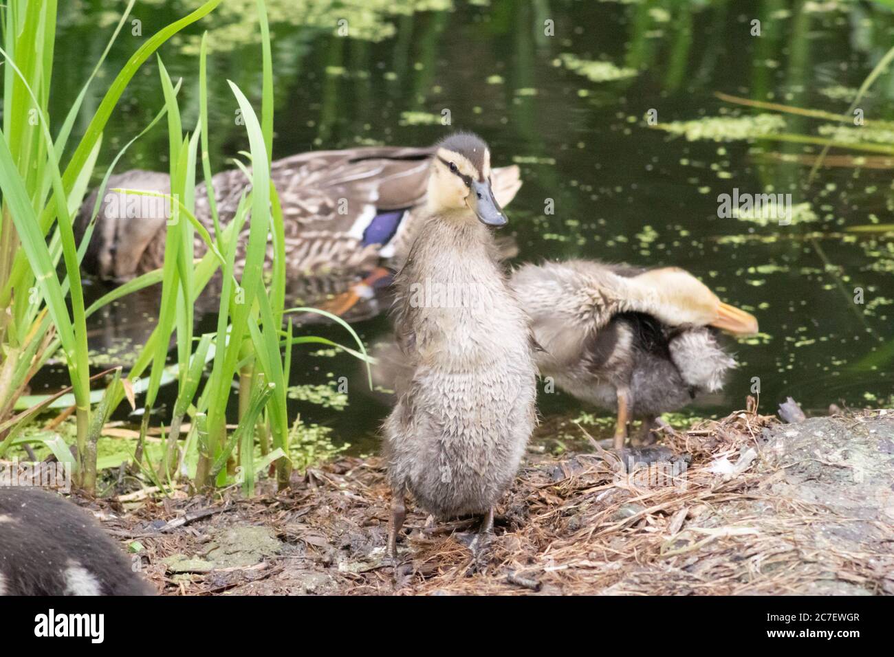 Anatidae anas a platyrhynchos hi-res stock photography and images - Alamy