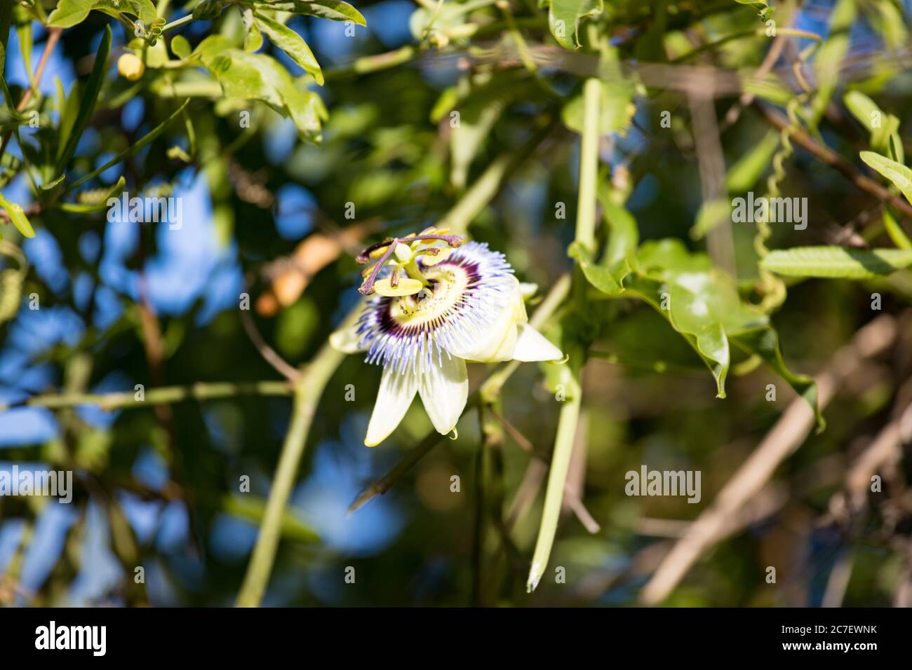 Wild passion fruit hi-res stock photography and images - Alamy