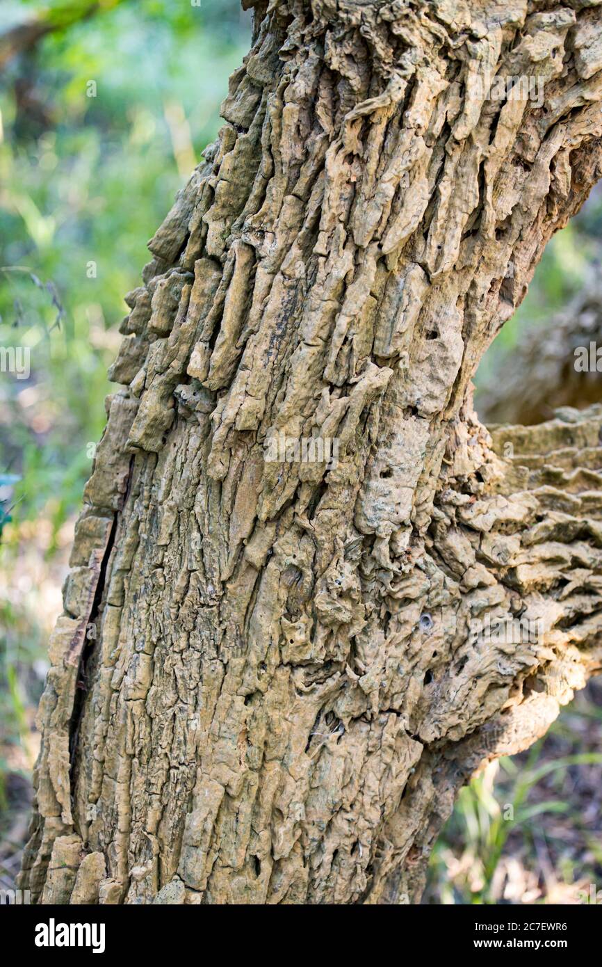 Tree bark with textures in pampa argentina Stock Photo - Alamy
