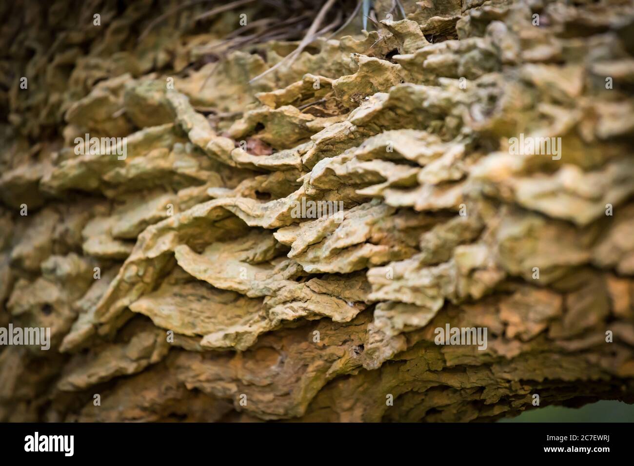 Tree bark with textures in pampa argentina Stock Photo - Alamy