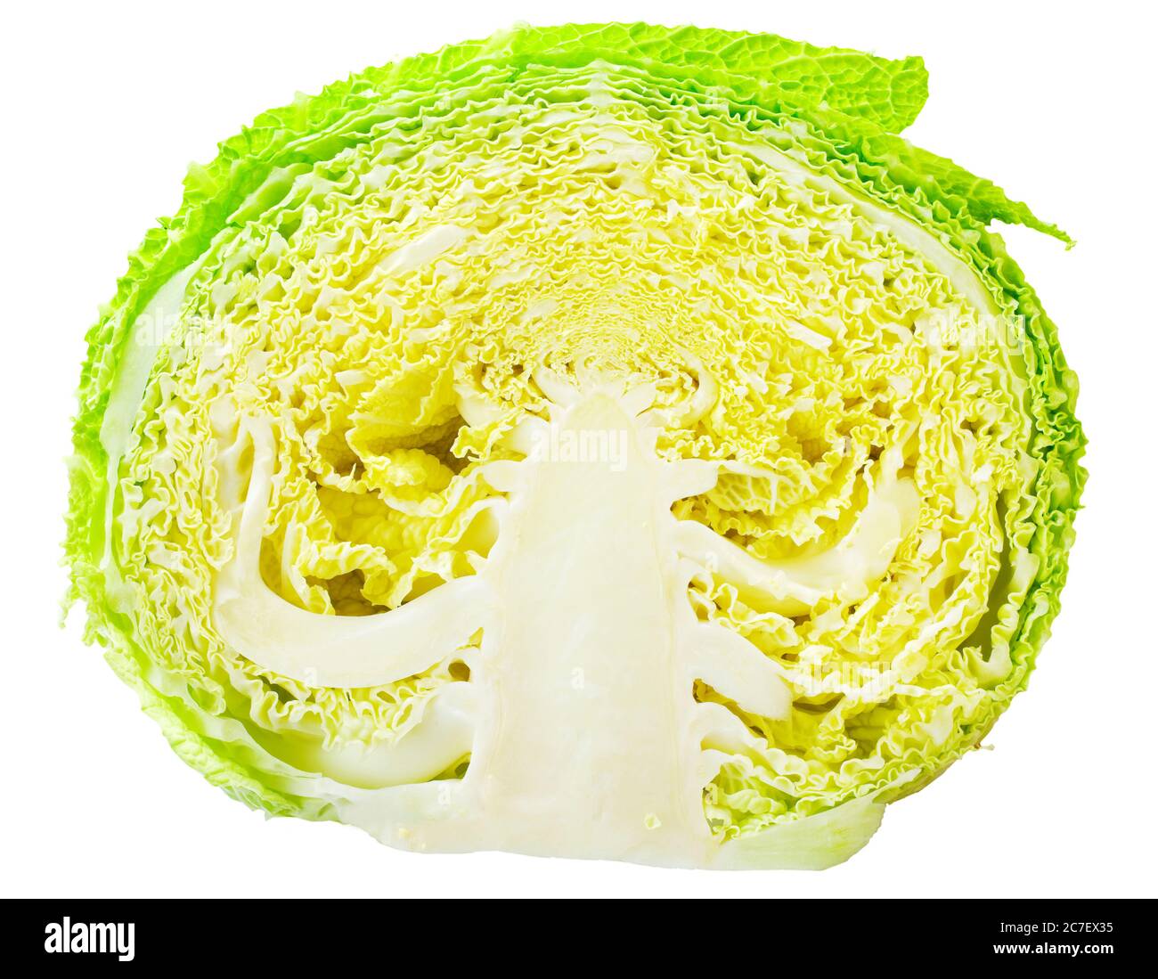 Savoy cabbage isolated on white hi-res stock photography and images - Alamy
