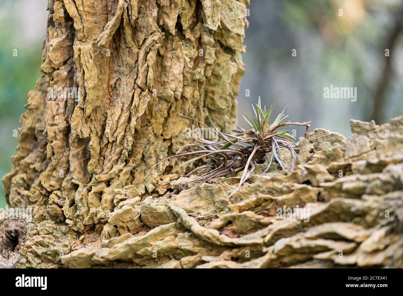 Tree bark with textures and air carnation Stock Photo - Alamy