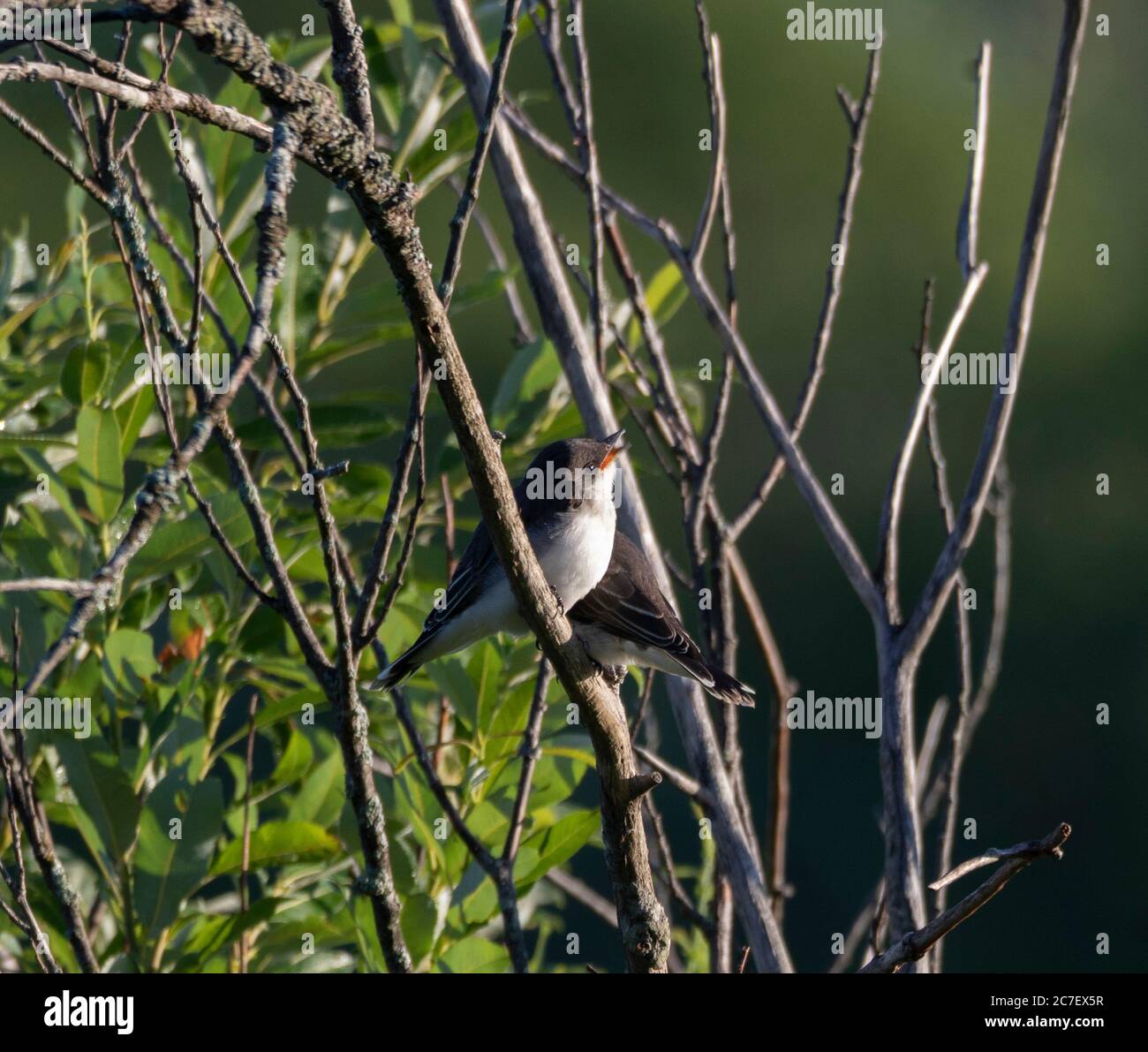 Two Eastern Kingbirds nestled on a tree branch Stock Photo - Alamy