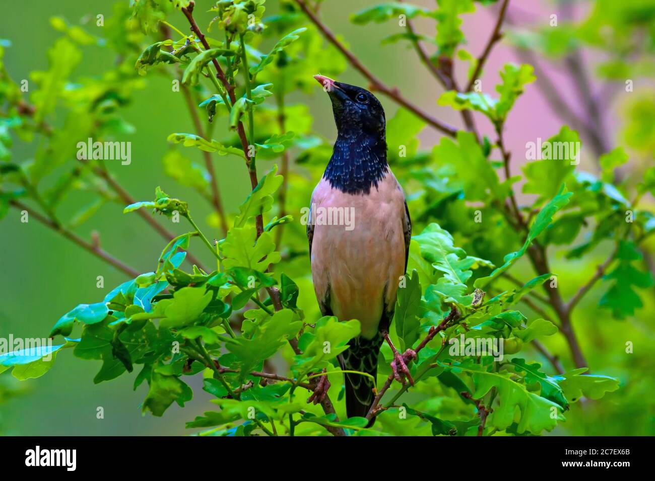 Nature and bird. Rosy Starling. Pastor roseus. Green nature background ...