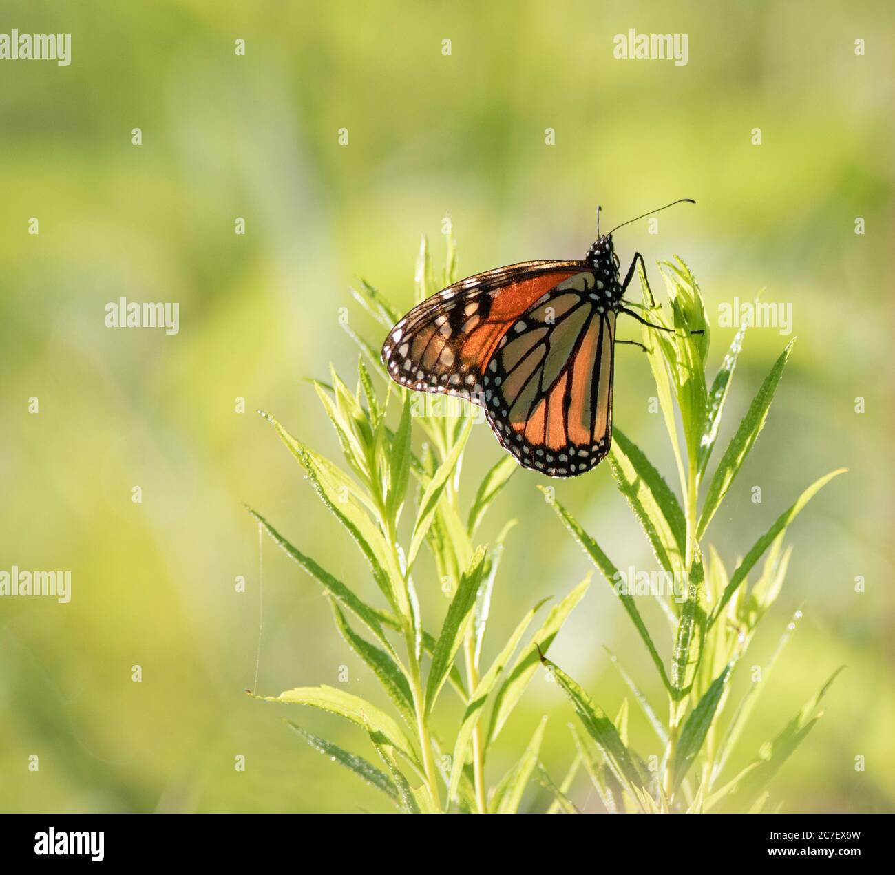 Profile of monarch butterfly hi-res stock photography and images - Alamy