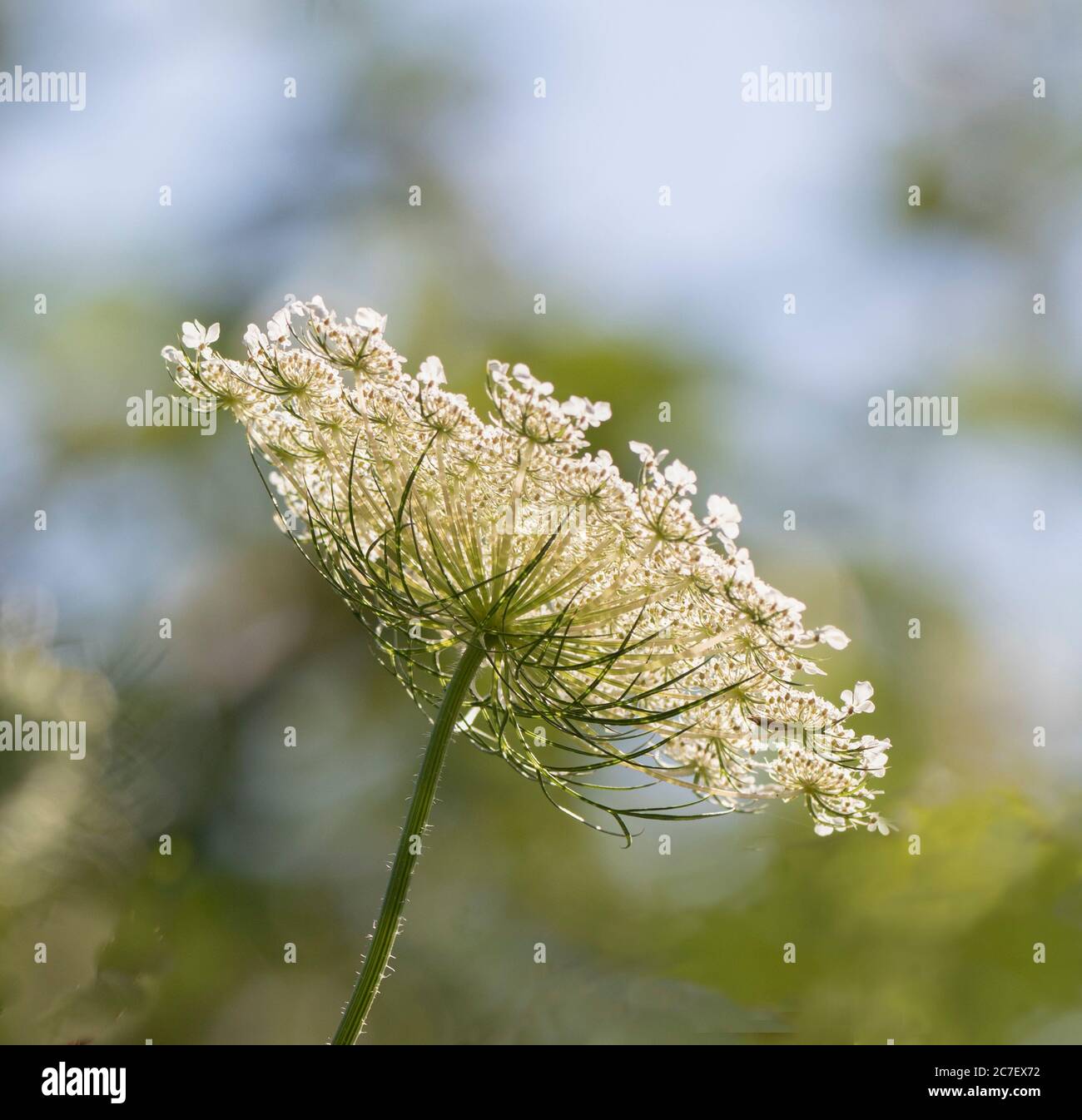 Queen annes lace wildflower hi-res stock photography and images - Alamy