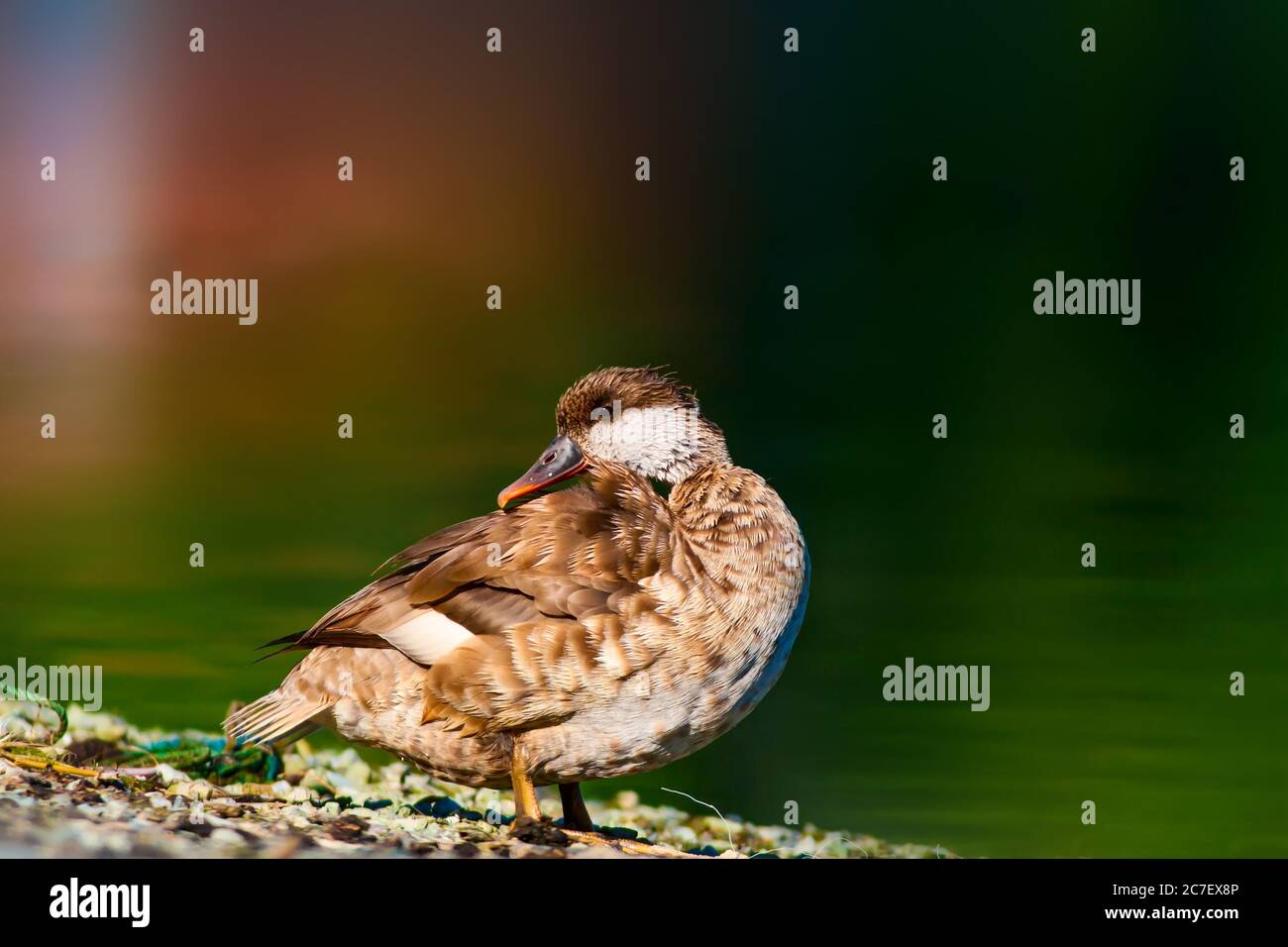 Duck. Red crested Pochard. Colorful nature habitat background. Common ...