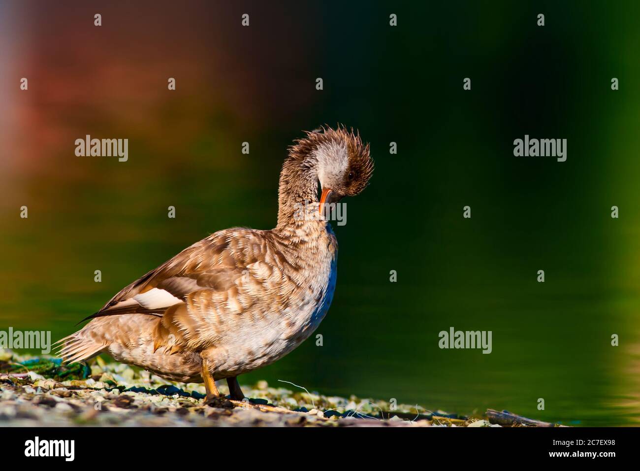 Duck. Red crested Pochard. Colorful nature habitat background. Common ...