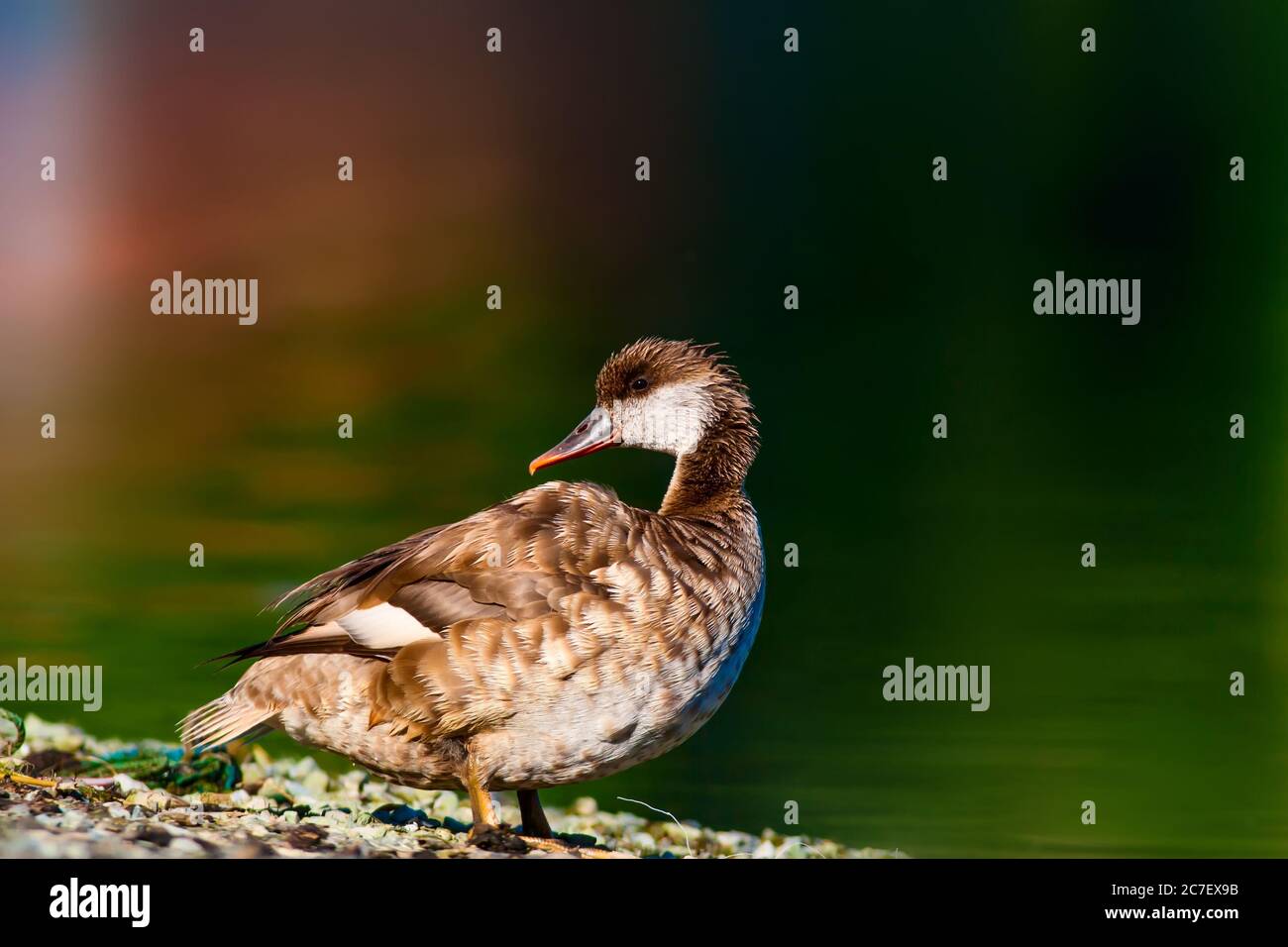 Duck. Red crested Pochard. Colorful nature habitat background. Common ...