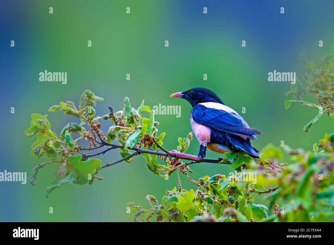 Nature and bird. Rosy Starling. Pastor roseus. Green nature background ...