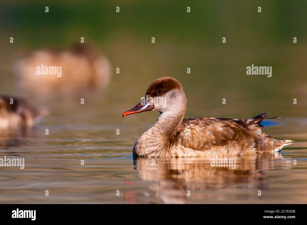 Duck. Red crested Pochard. Colorful nature habitat background. Common ...