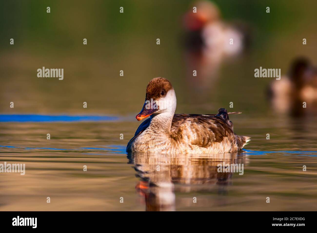 Duck. Red crested Pochard. Colorful nature habitat background. Common ...