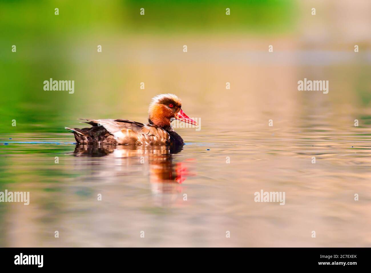 Duck. Red crested Pochard. Colorful nature habitat background. Common ...