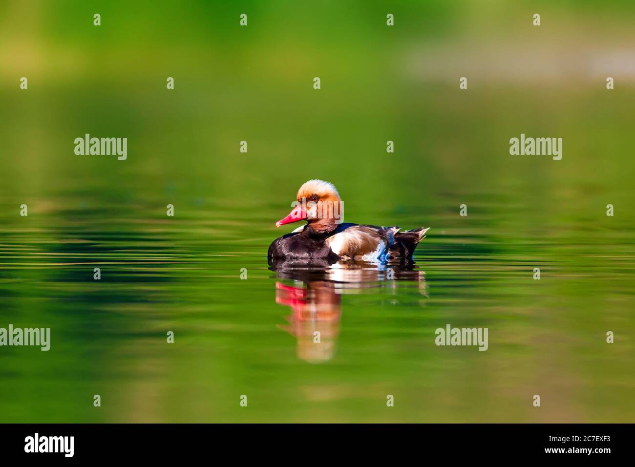 Duck. Red crested Pochard. Colorful nature habitat background. Common ...