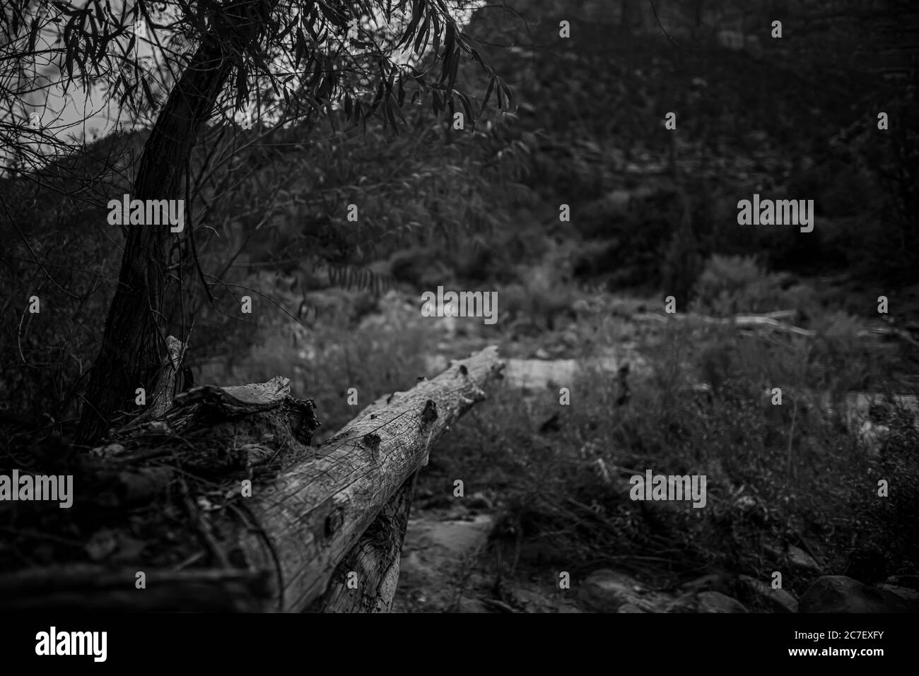 Horizontal greyscale shot of bushes and tree logs in the Zion national ...