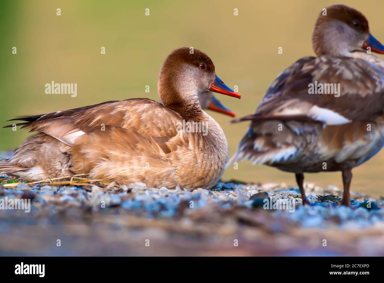 Duck. Red crested Pochard. Colorful nature habitat background. Common ...