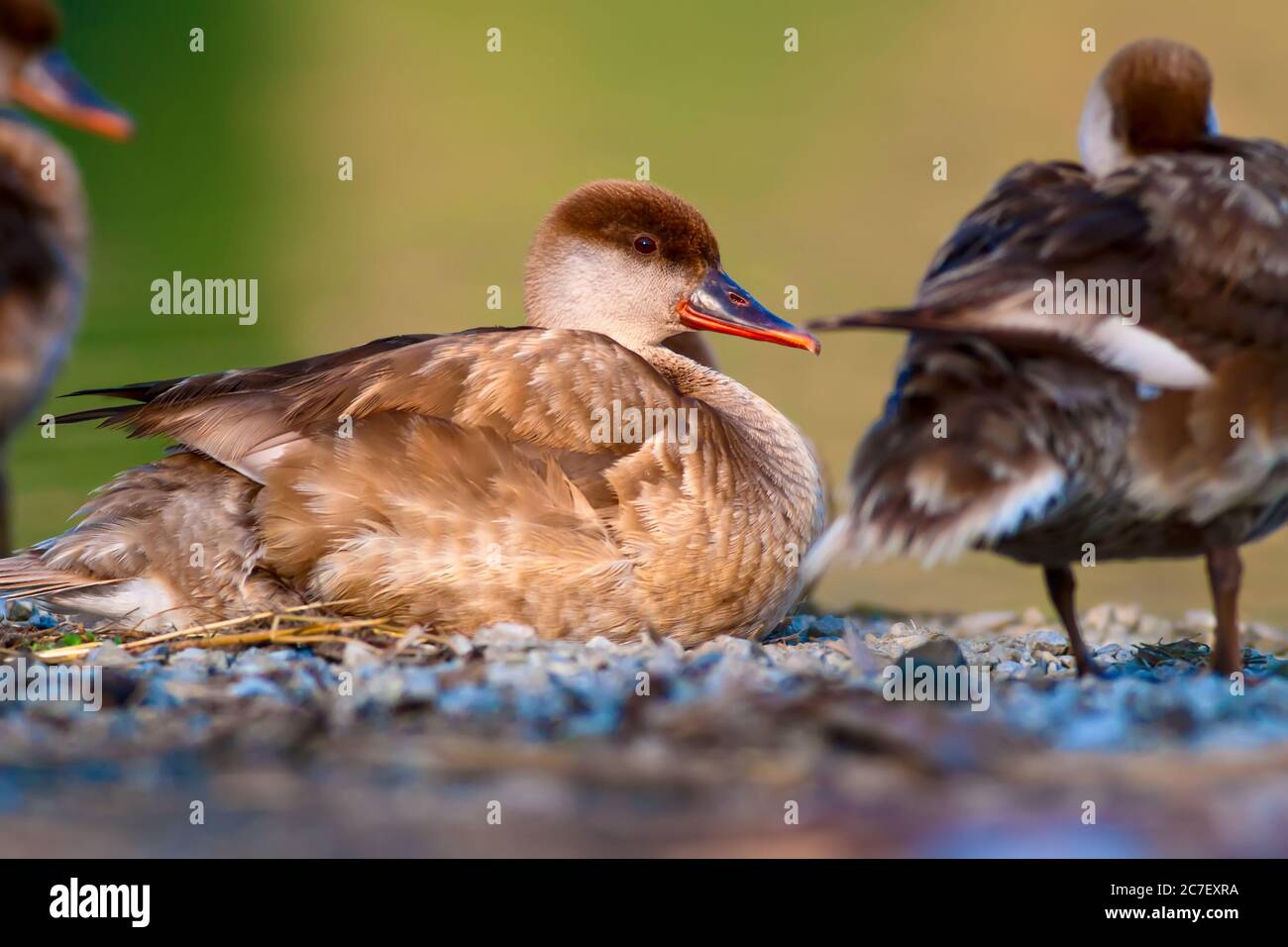 Duck. Red crested Pochard. Colorful nature habitat background. Common ...