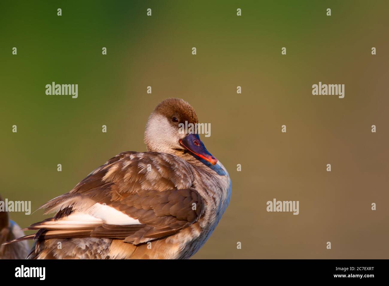 Duck. Red crested Pochard. Colorful nature habitat background. Common ...