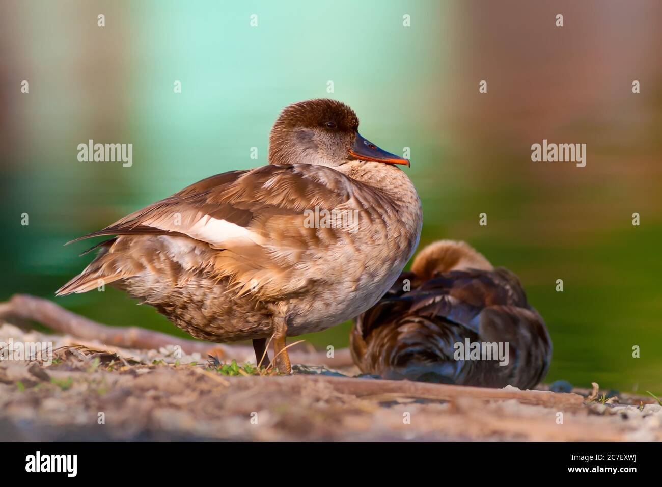 Duck. Red crested Pochard. Colorful nature habitat background. Common ...