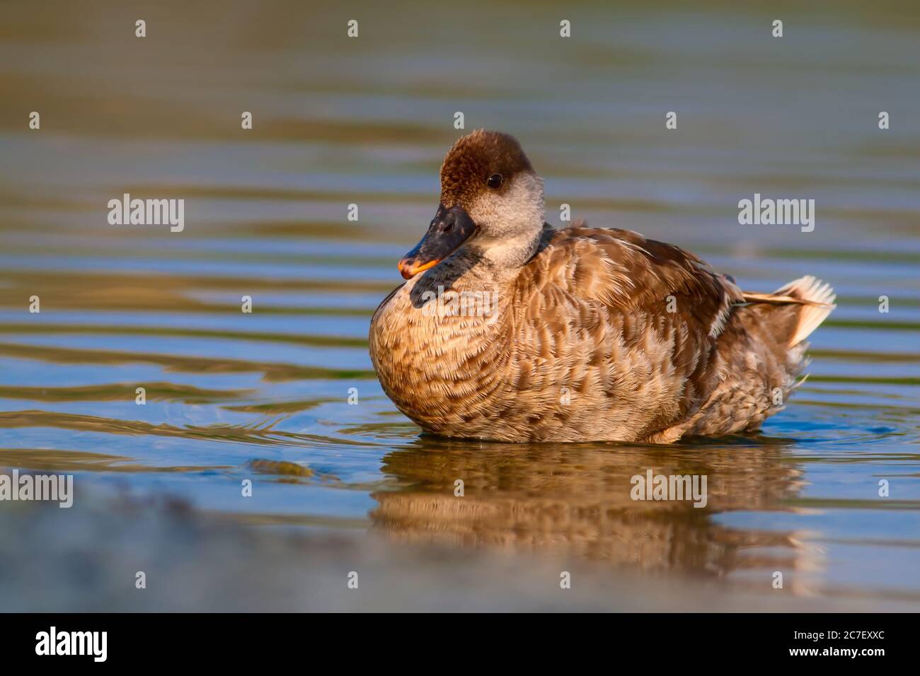 Duck. Red crested Pochard. Colorful nature habitat background. Common ...