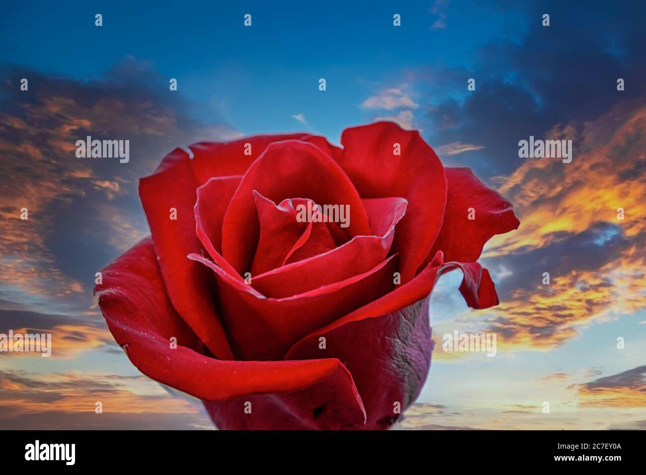 Dark Red Rose on Sunrise Stock Photo - Alamy