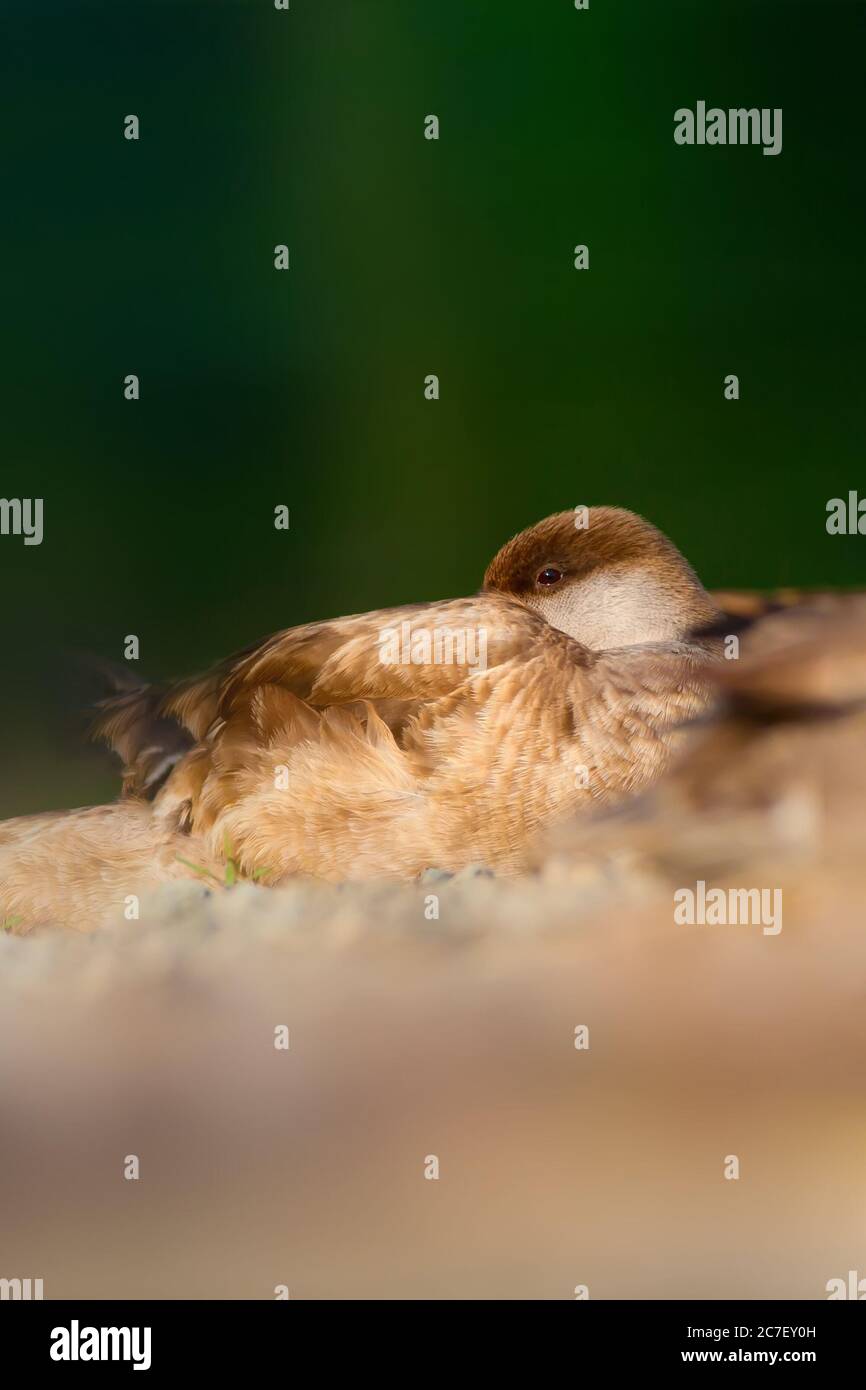 Duck. Red crested Pochard. Colorful nature habitat background. Common ...