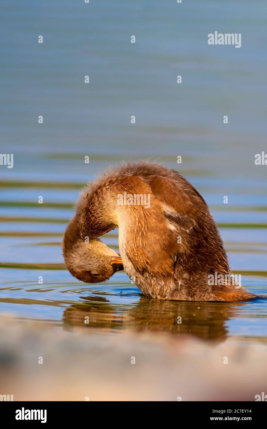Duck. Red crested Pochard. Colorful nature habitat background. Common ...